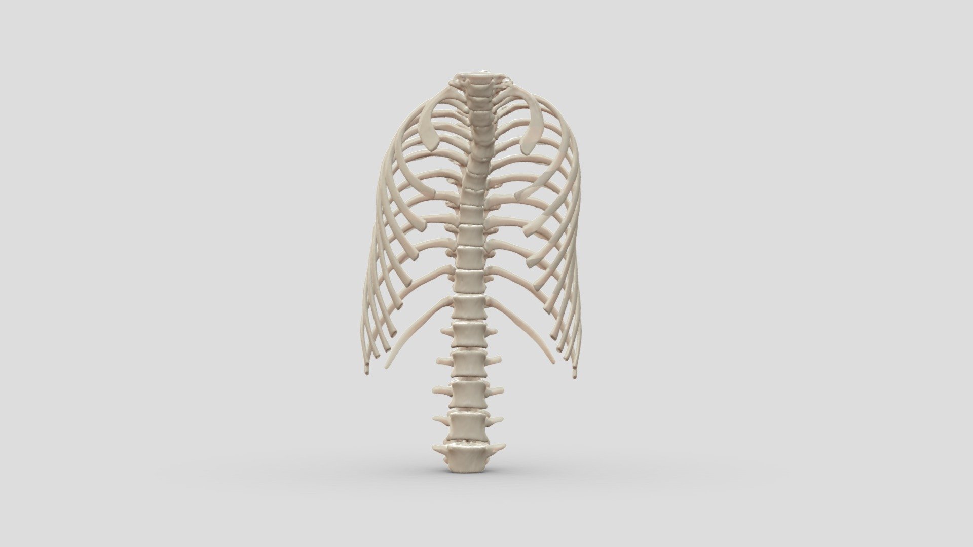 Ribs and Spine with Slight Curvature - 3D model by Terrie Simmons ...