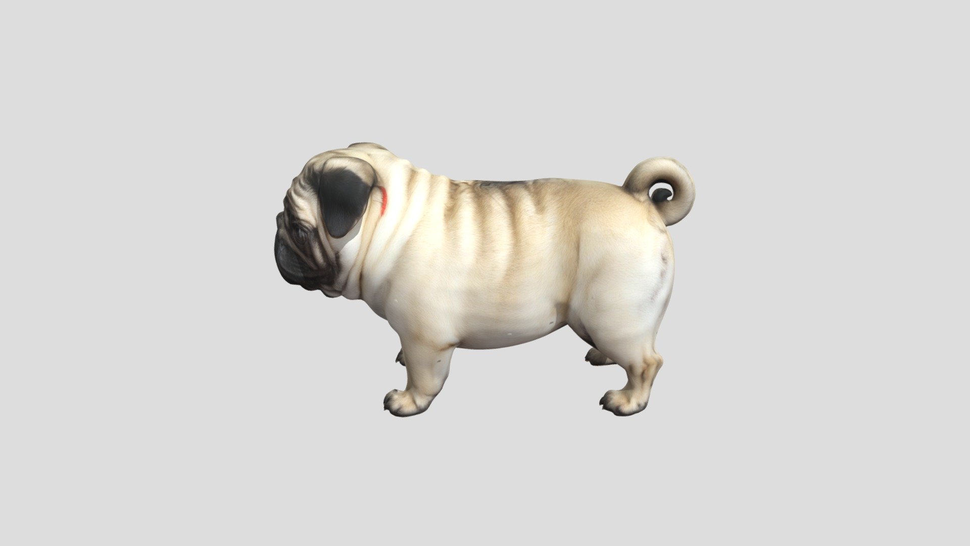 good-looking pug - 3D model by Minister (@enderobrine) [de0d4bb ...