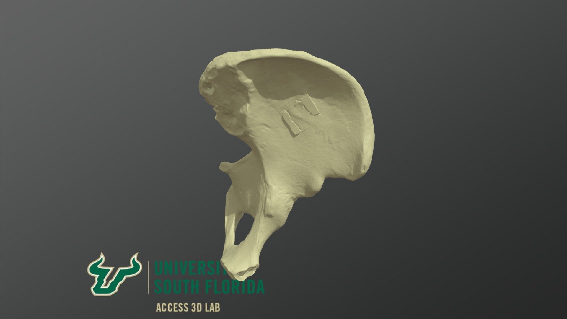 Left Os Coxae (C) - 3D model by access3d [de0eee9] - Sketchfab