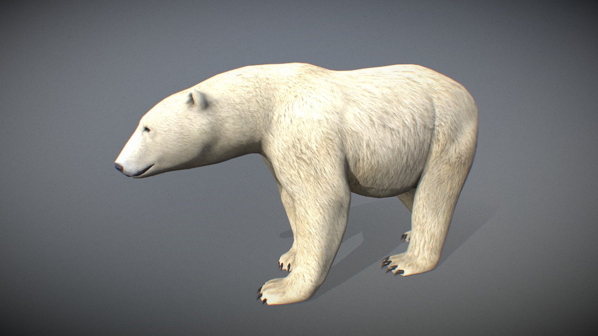 Animalia - Polar Bear (male) - 3D model by GiM (@GamesInMotion ...