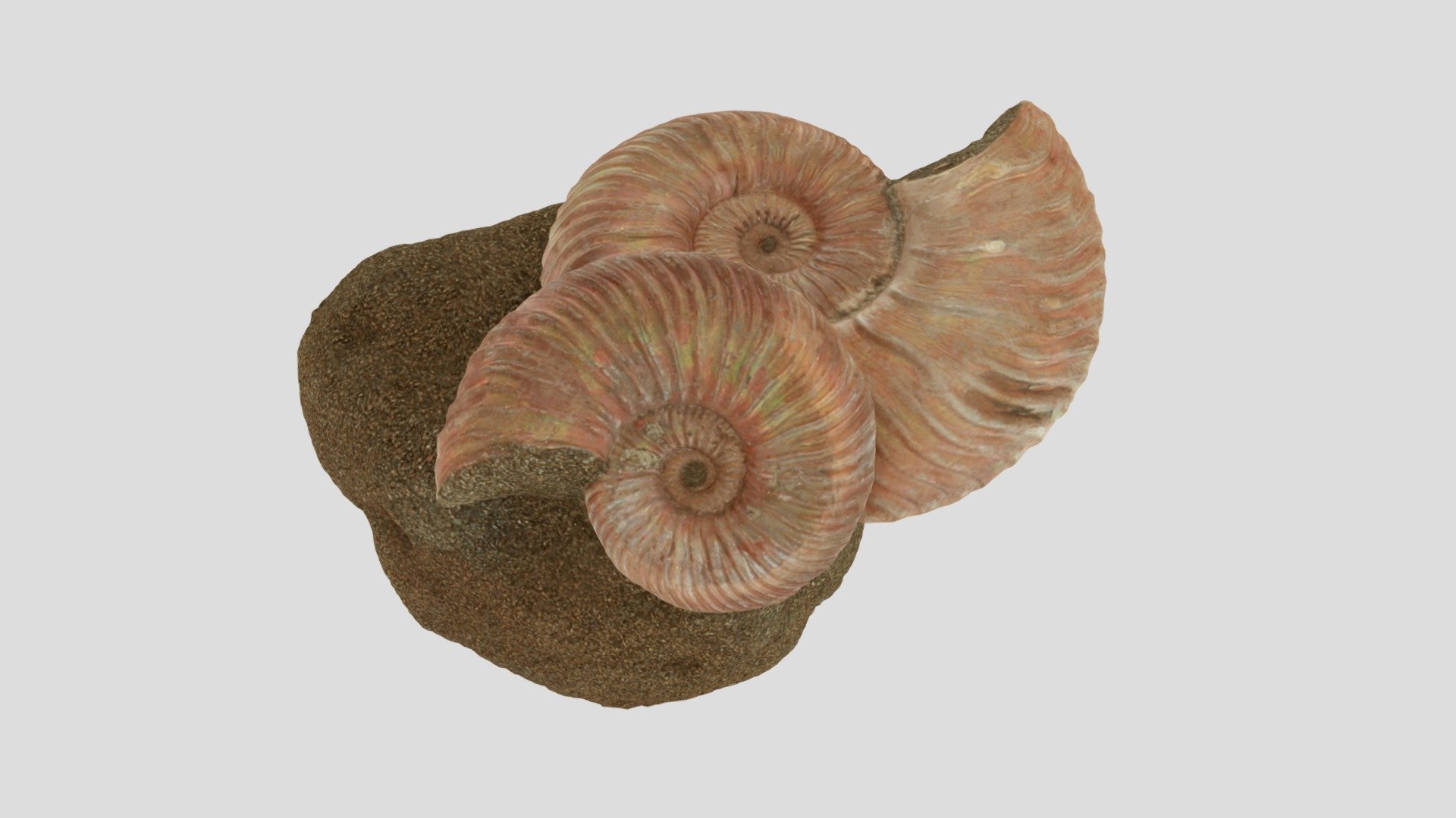Ammonoidea indet. - Download Free 3D model by John Merck (@jmerck ...