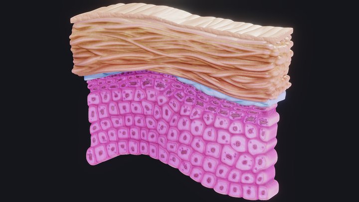 Collagen 3D models - Sketchfab