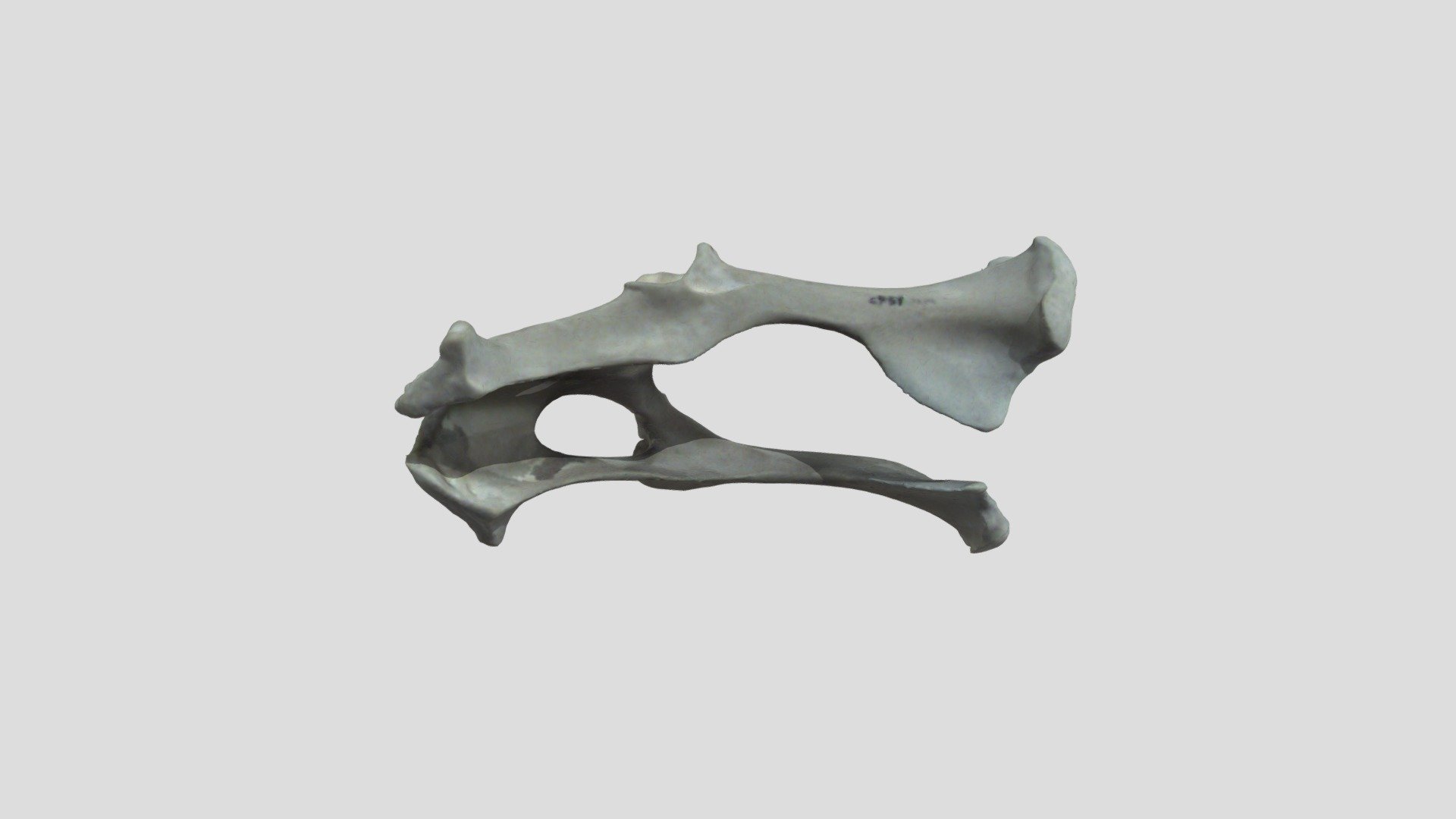 Capra ibex (M, adult) - pelvis - 3D model by osteoarchaeology [de1a182 ...