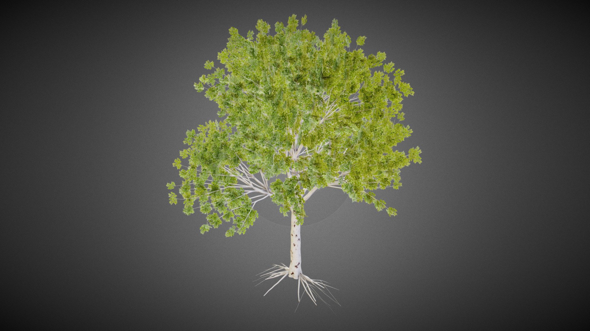 Birch tree - 3D model by juliana96 [de1b612] - Sketchfab