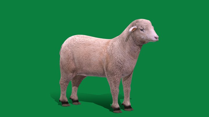 Sheep 3D models - Sketchfab