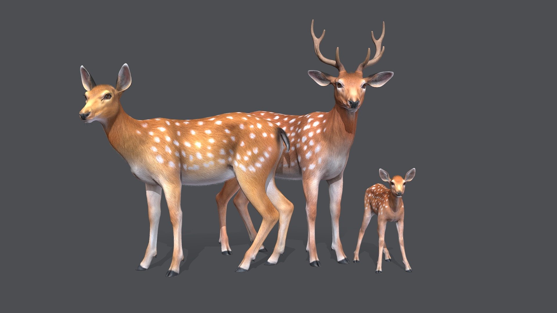 Spotted Deer Family - Buy Royalty Free 3D model by RedDeer (@billl90 ...