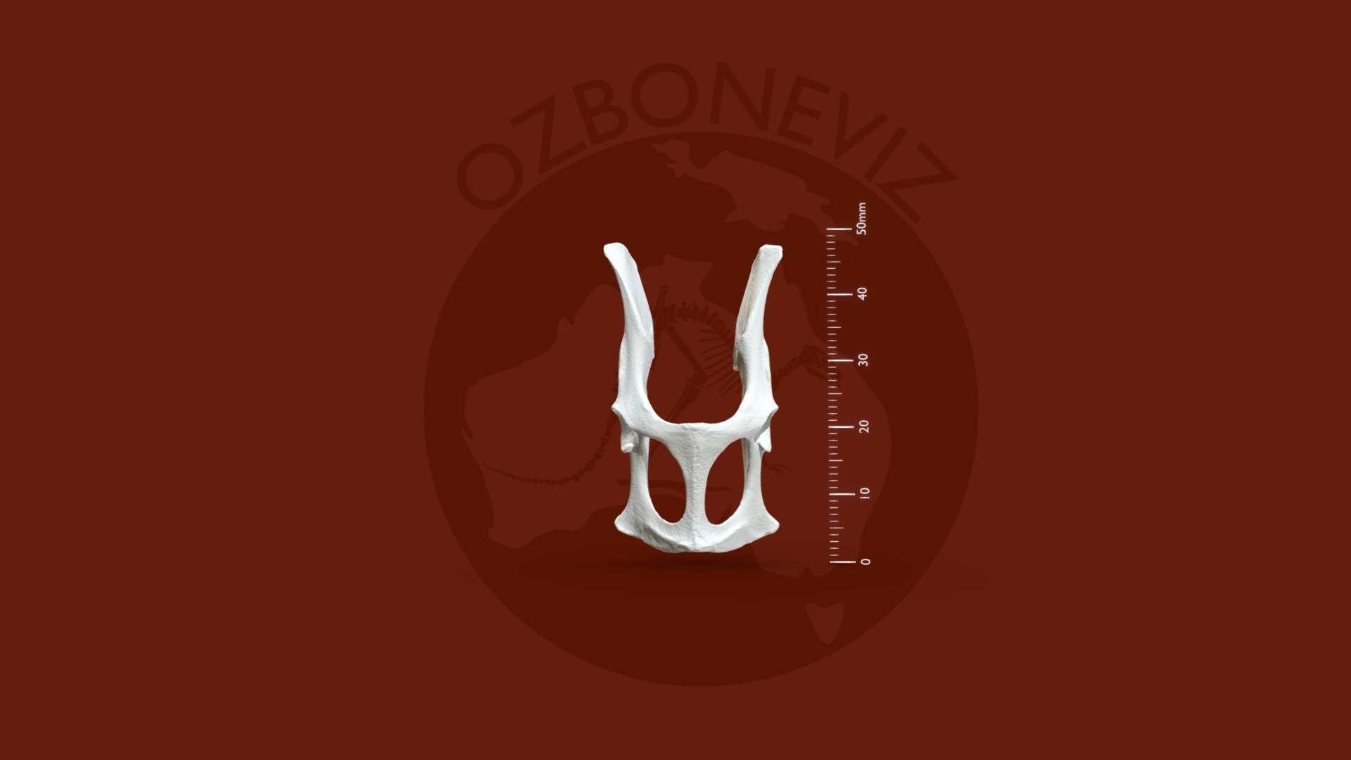 Lesser bilby pelvis - 3D model by Ozboneviz [de20255] - Sketchfab