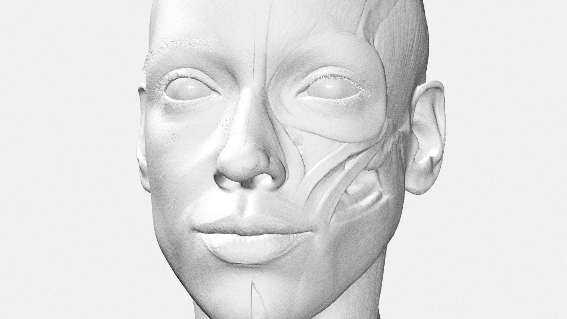 Facial ecorche - 3D model by Celia Pedrera Flores (@Celia_Pedrera ...