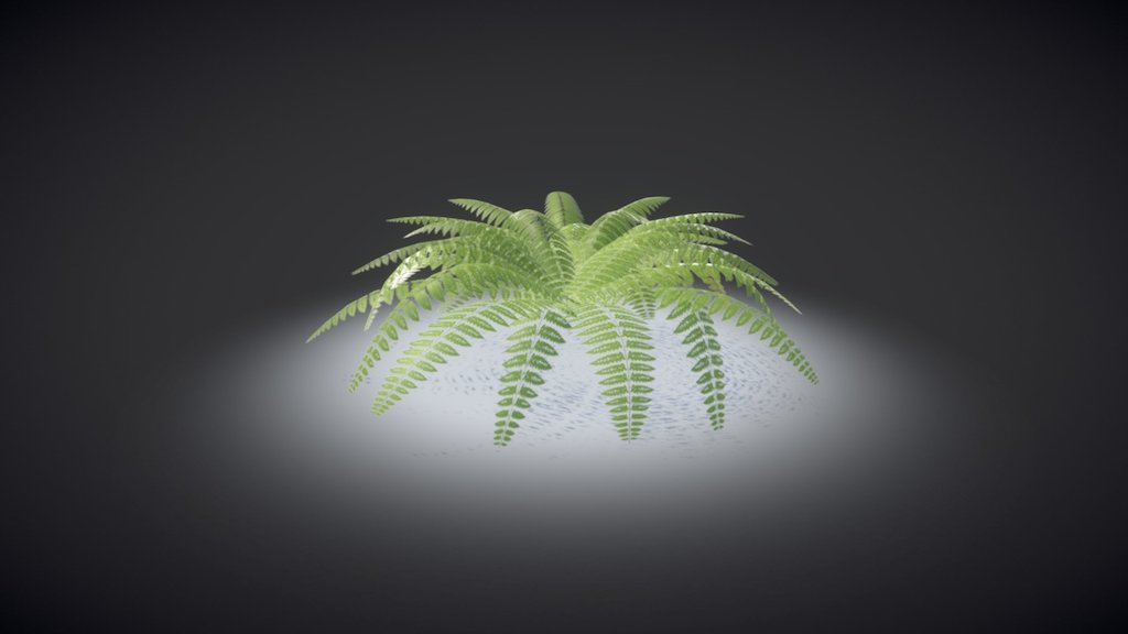 Fern - 3D model by Alessia (@arimmer) [de29be6] - Sketchfab