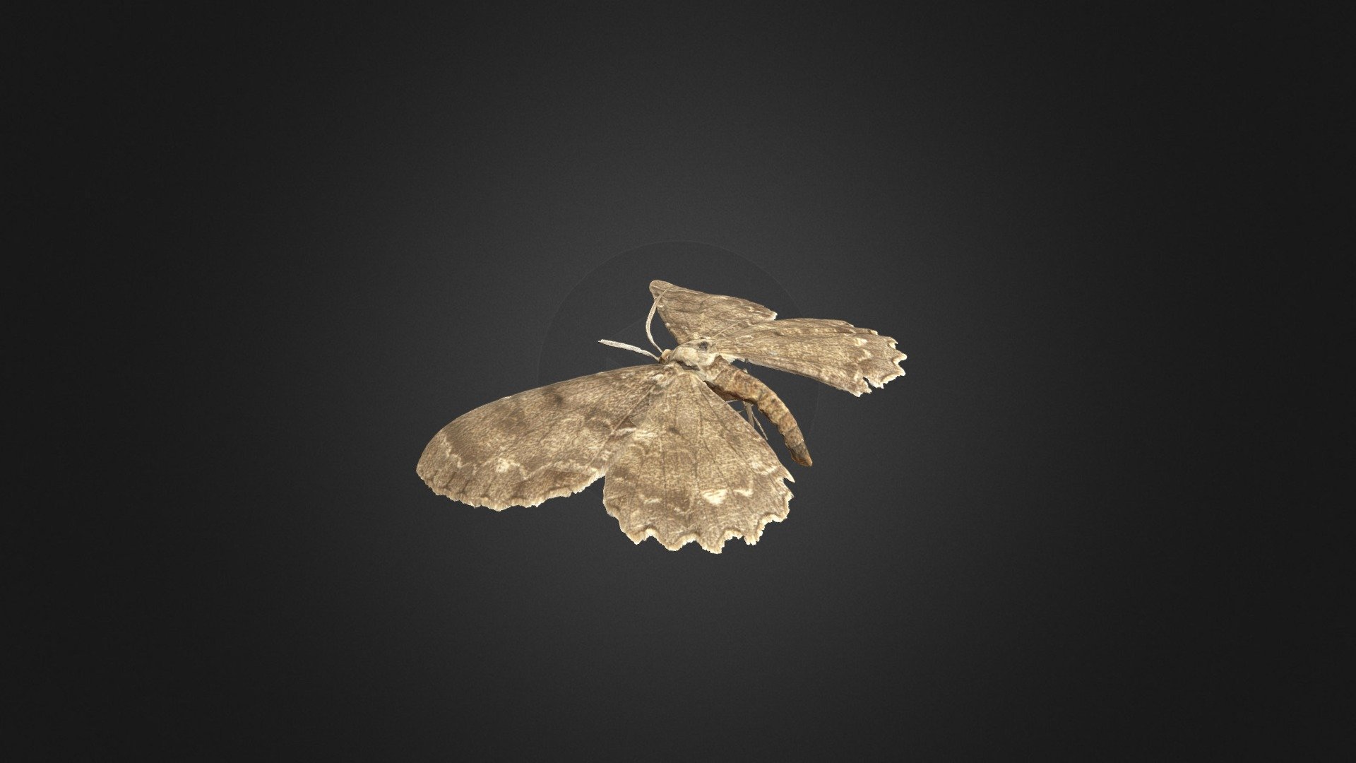 Tulip Tree Beauty Moth - Download Free 3D model by University Libraries at Virginia Tech ...
