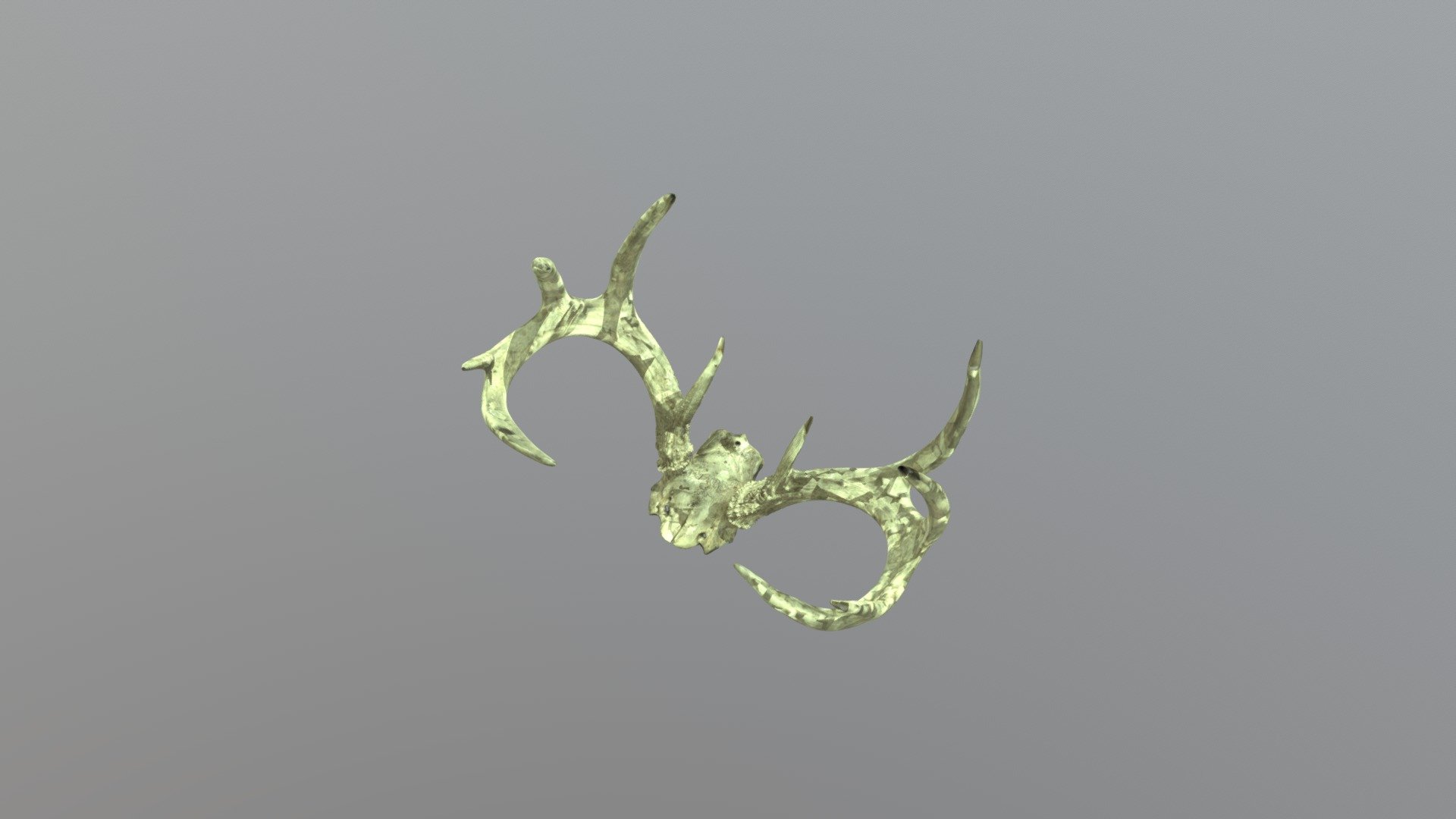Deer Skull - 3D model by Endless_Abyss [de34434] - Sketchfab