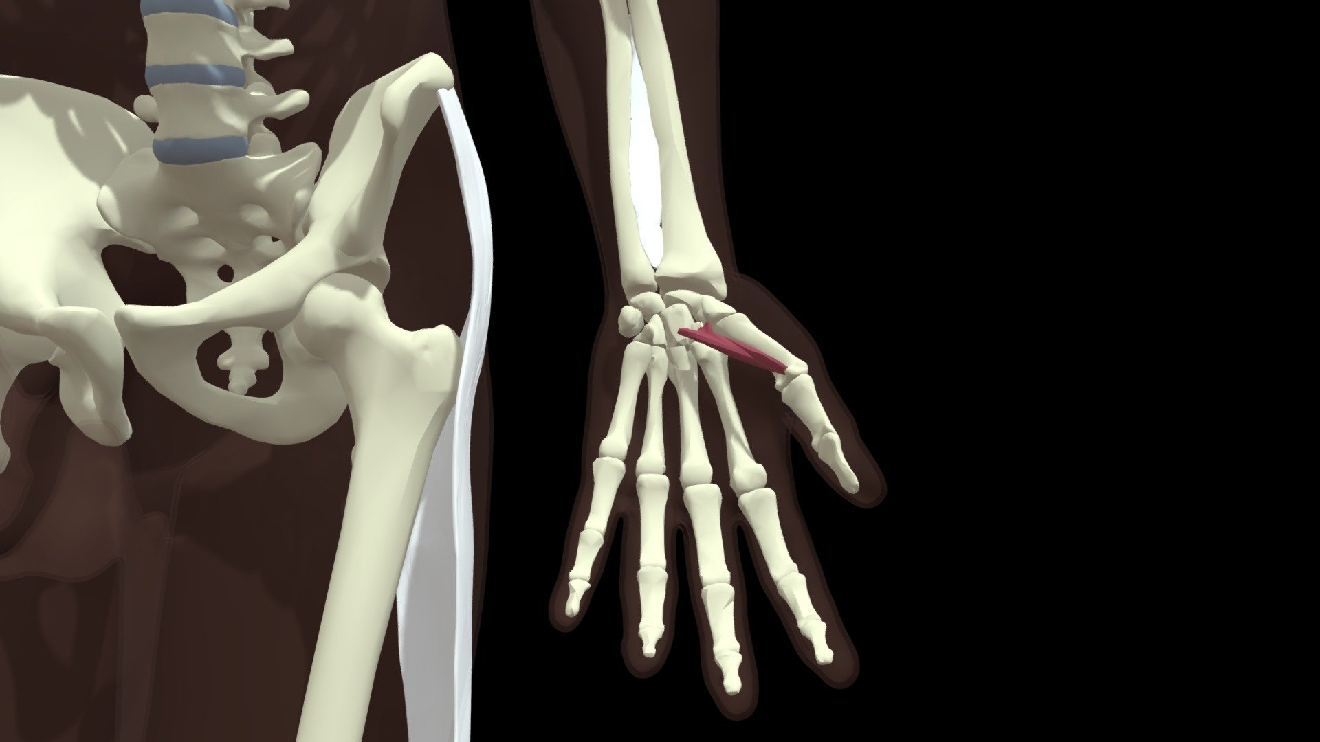 Flexor Pollicis Brevis - Download Free 3D model by Anatomary [de35fde ...