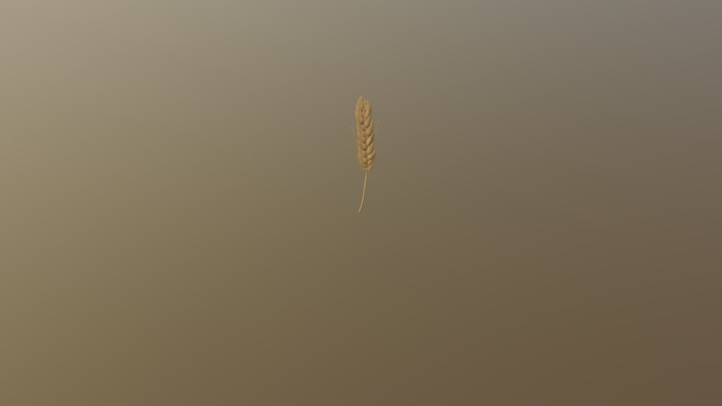 Wheat - Download Free 3D model by Isabille [de38dbc] - Sketchfab
