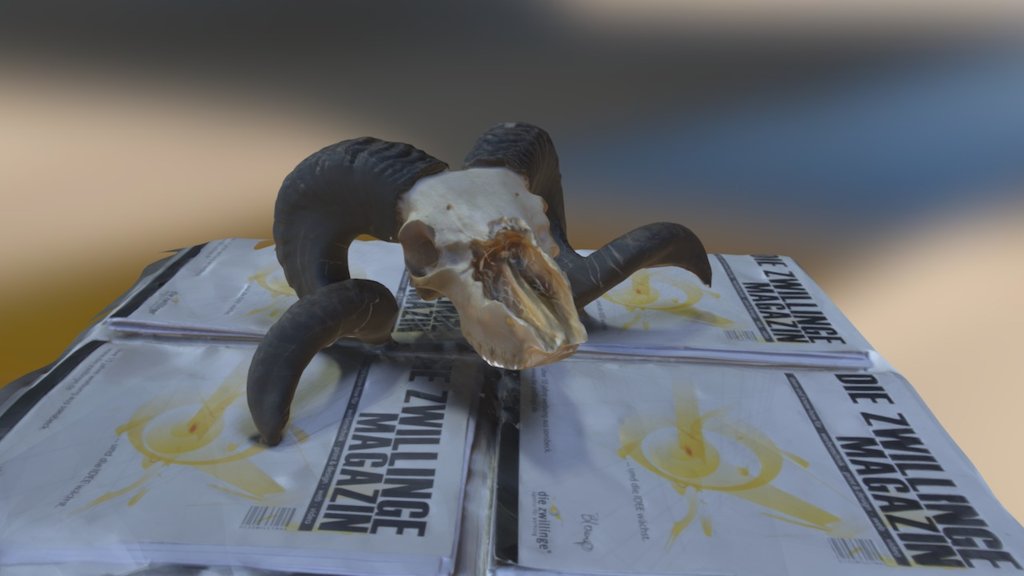 Ovis Skull - 3D model by switzerbaden [de3c9a1] - Sketchfab