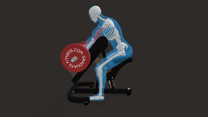 Hamstrings 3D models - Sketchfab