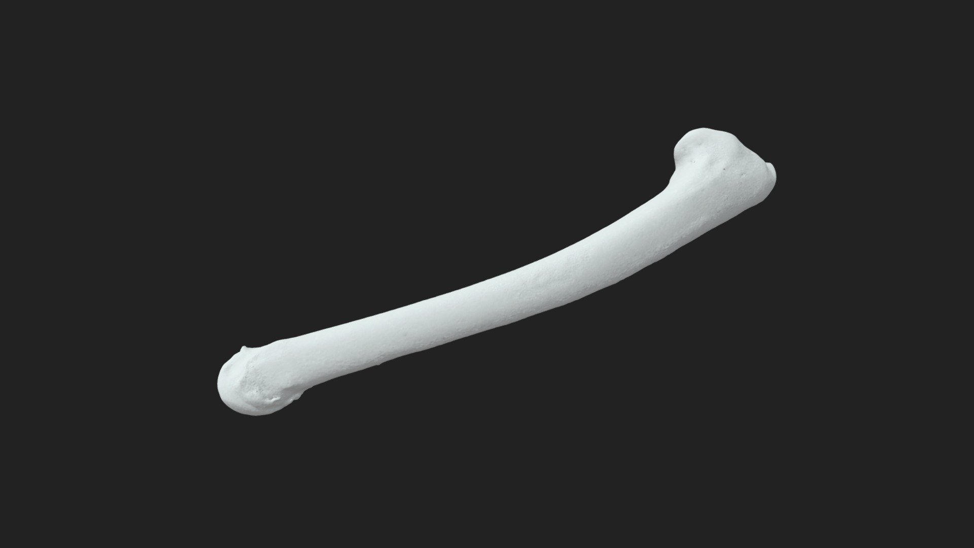 ulna (ulna) chicken - Download Free 3D model by vetanatMunich [de3fc95 ...