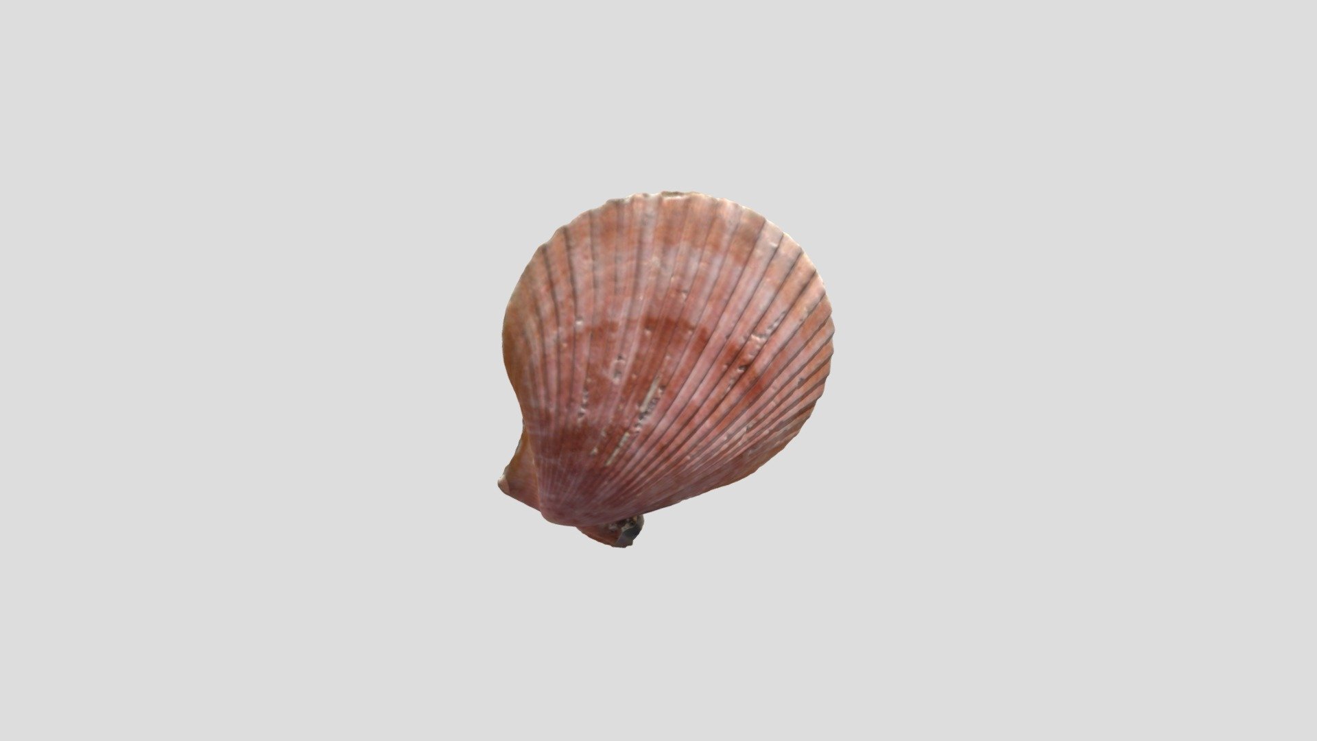 Coloured Pecton 1 - 3D model by Aberdeen City Libraries ...