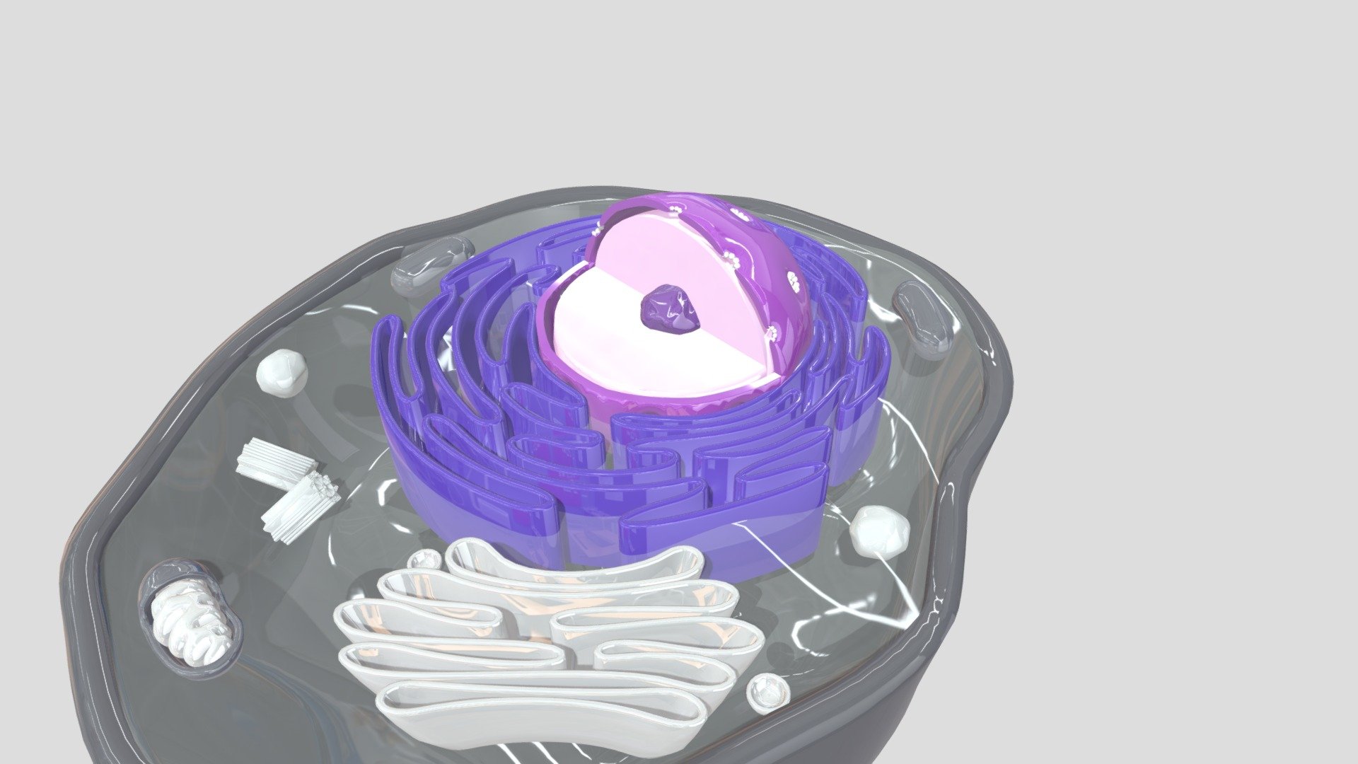 Animal Cell - 3D model by s9096319 [de56bdb] - Sketchfab