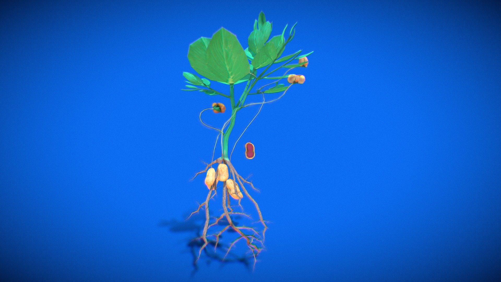 Peanut plant - Buy Royalty Free 3D model by Maycon.Chaves [de57d01 ...