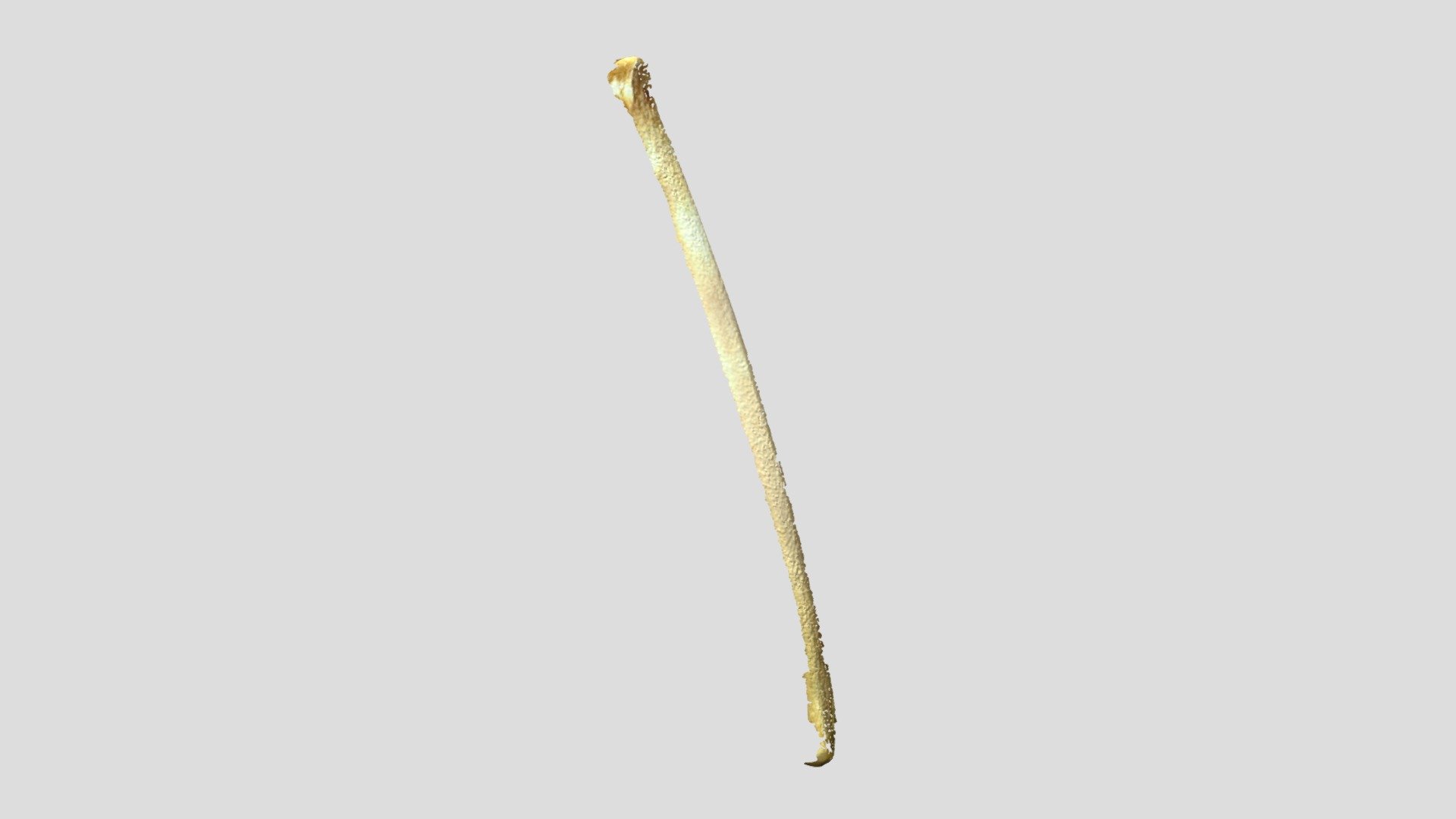 Turkey Radius Right (VCU_3D_4077) - Download Free 3D model by Virtual ...