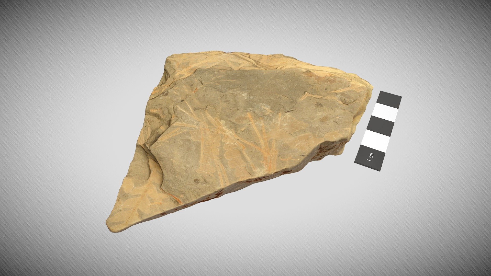 Triassic fossil plants - 3D model by UQ School of Earth and ...