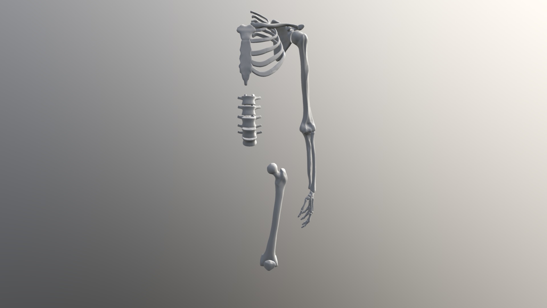 Skeleton Test 001 - 3D model by nikolaysevrukov [de72d07] - Sketchfab