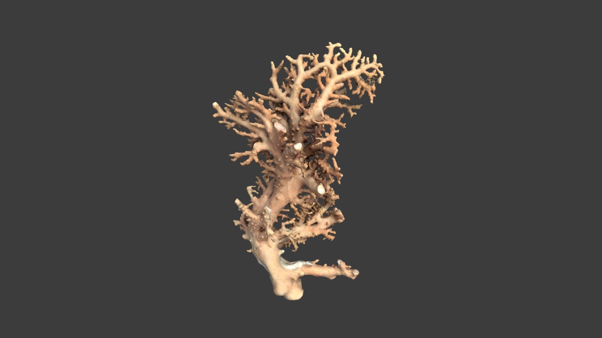 Stylaster brochi - Download Free 3D model by The Smithsonian ...
