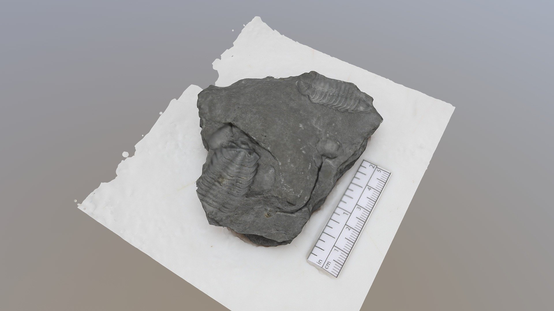 Fossil imprint - 3D model by gburkett05 [de78124] - Sketchfab