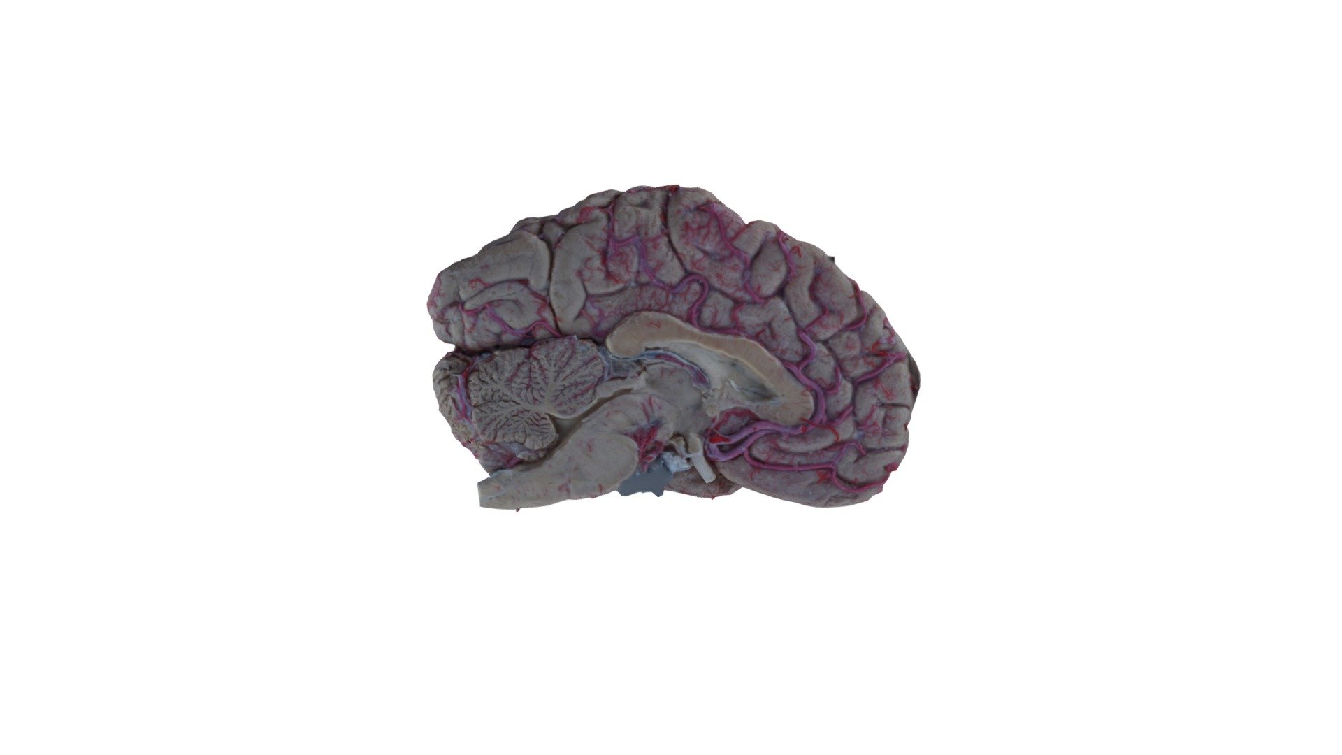 M Brain 02 10K - 3D model by ericyap [de79d1d] - Sketchfab