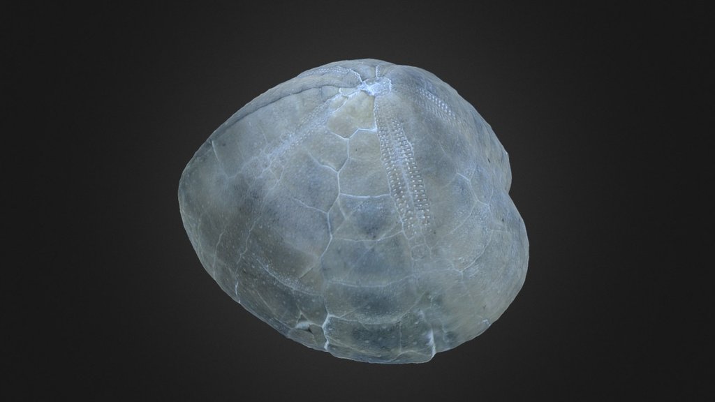 Micraster sp. - Download Free 3D model by Steinkern [de7b05d] - Sketchfab