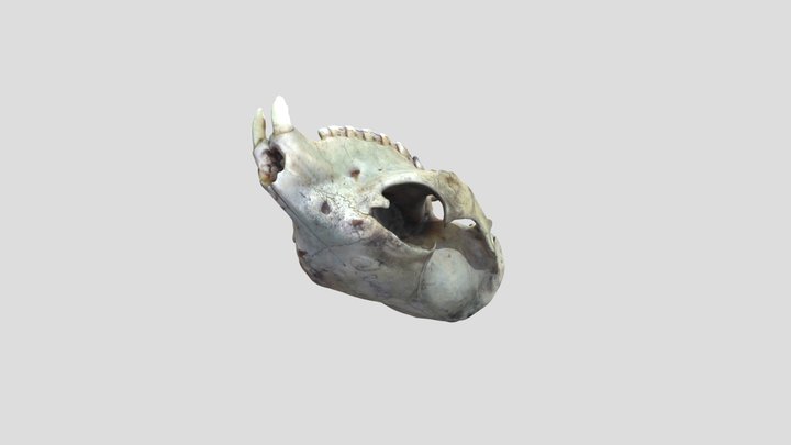 Hyrax 3D models - Sketchfab