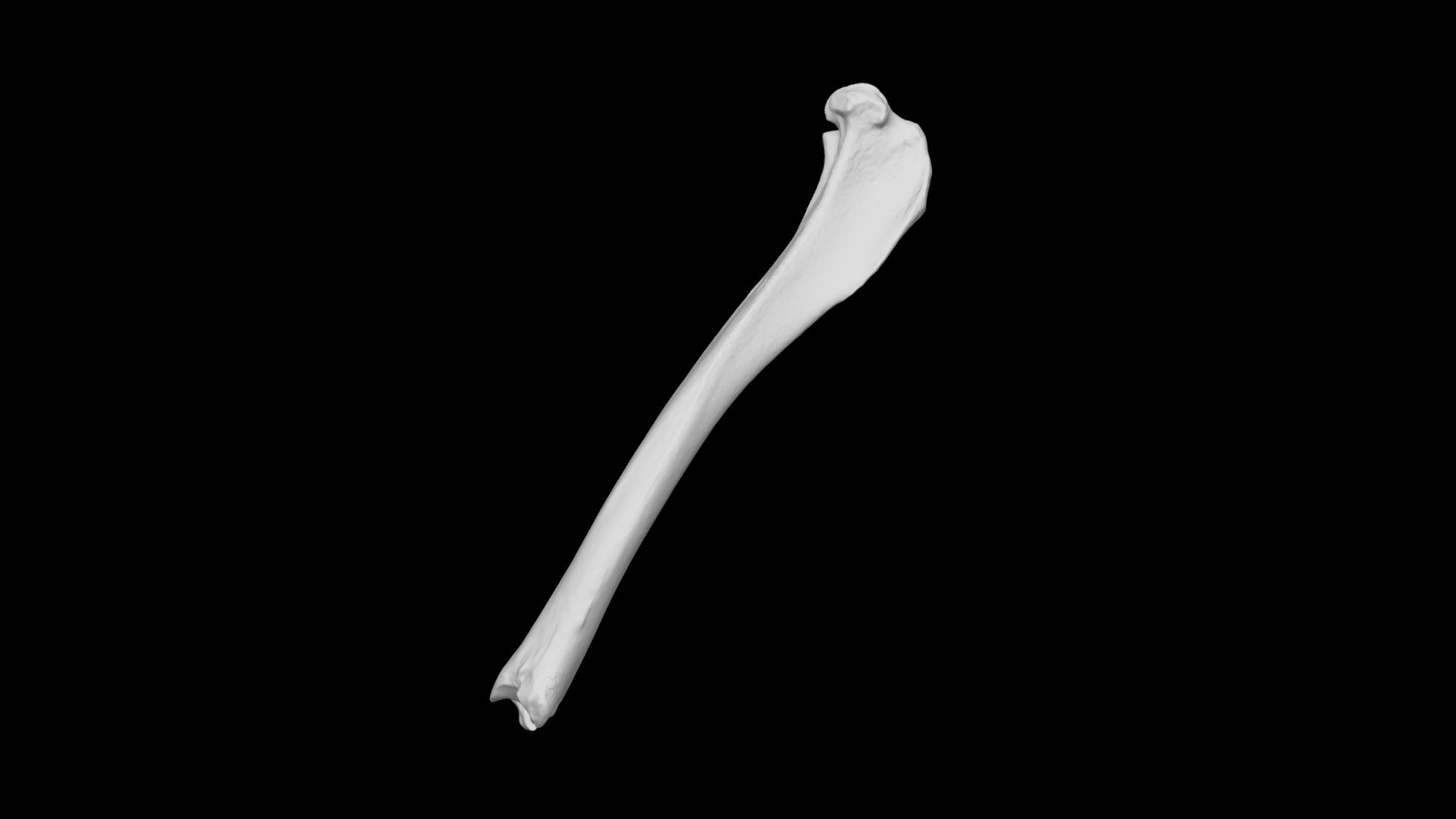Dog tibia, right - 3D model by Dr. Bobick's Virtual Anatomy Lab ...