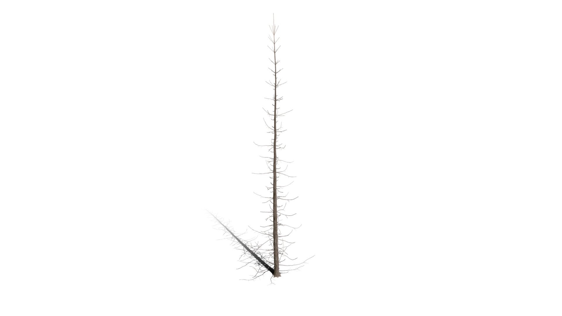 Realistic HD Norway spruce (38/43) - Buy Royalty Free 3D model by ...