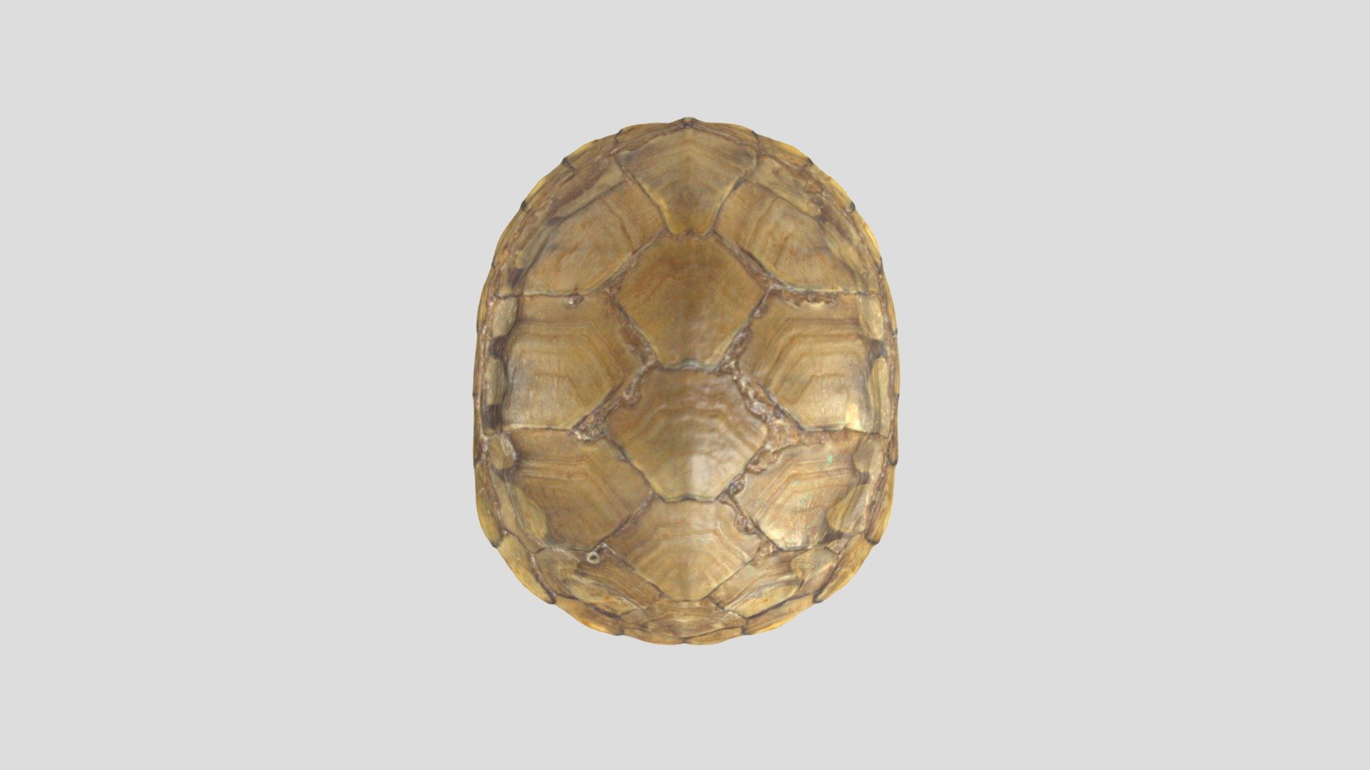 yellow-mud-turtle-shell - 3D model by rcuxart [de8dfa8] - Sketchfab