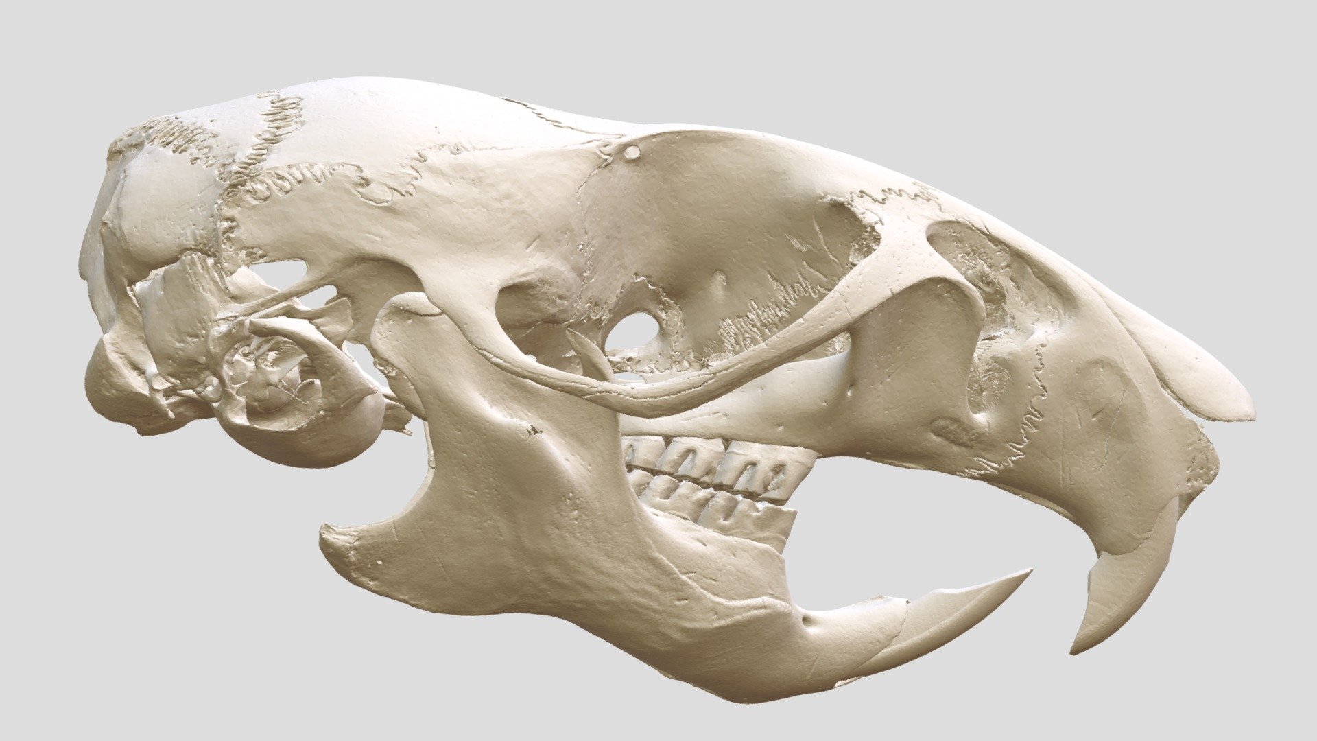 Phyllotis xanthopygus (MSB:Mamm:63363) - 3D model by Biodiversity ...