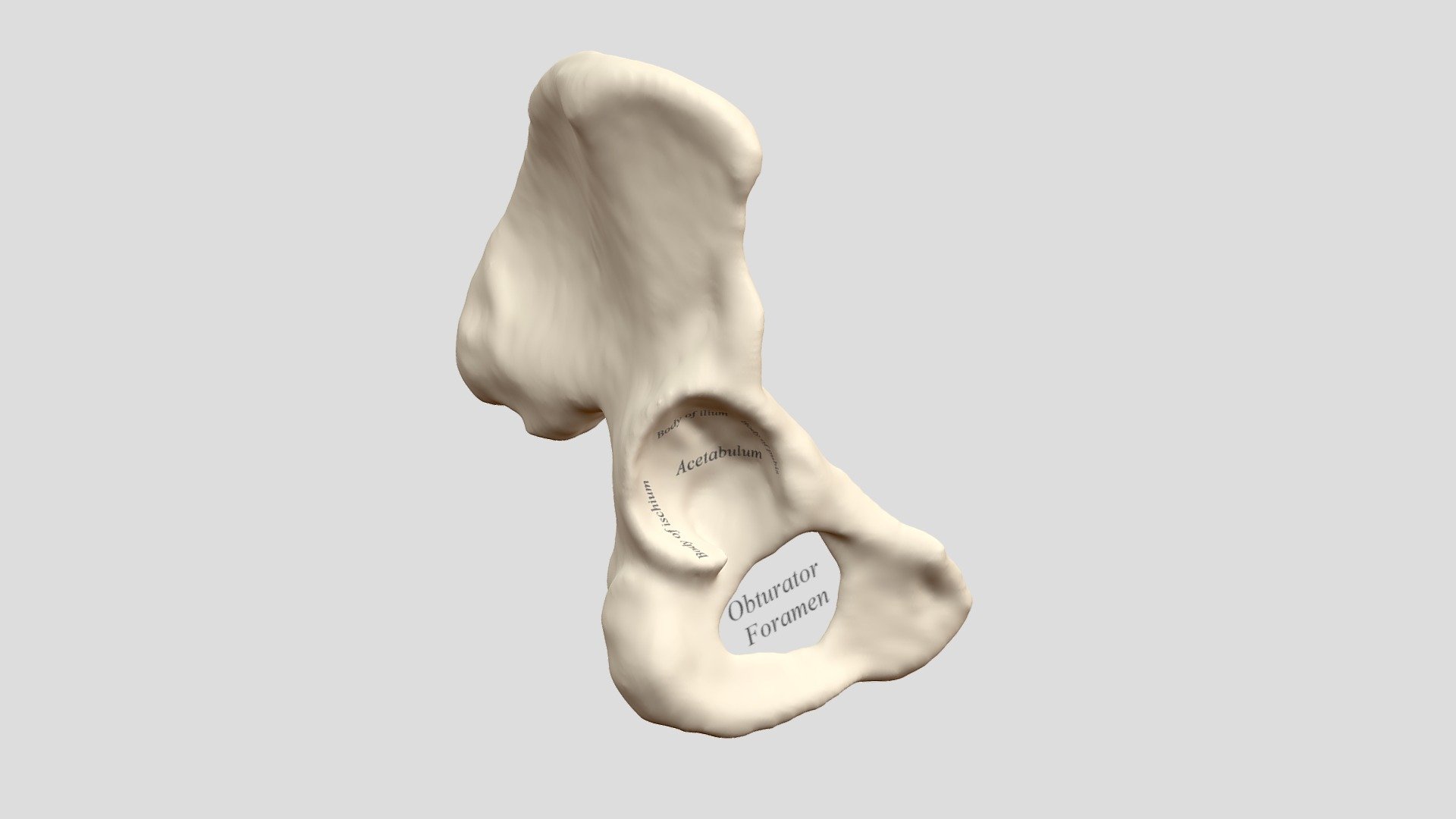 Right Innominate, labels WIP - 3D model by Terrie Simmons-Ehrhardt ...