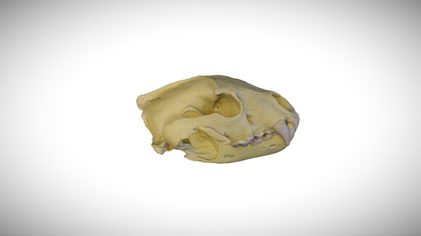 North American wolverine / CAS:MAM:27166 - 3D model by California ...