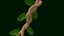 Intertwined Vines - Download Free 3D model by jabbawookie [de99e81 ...