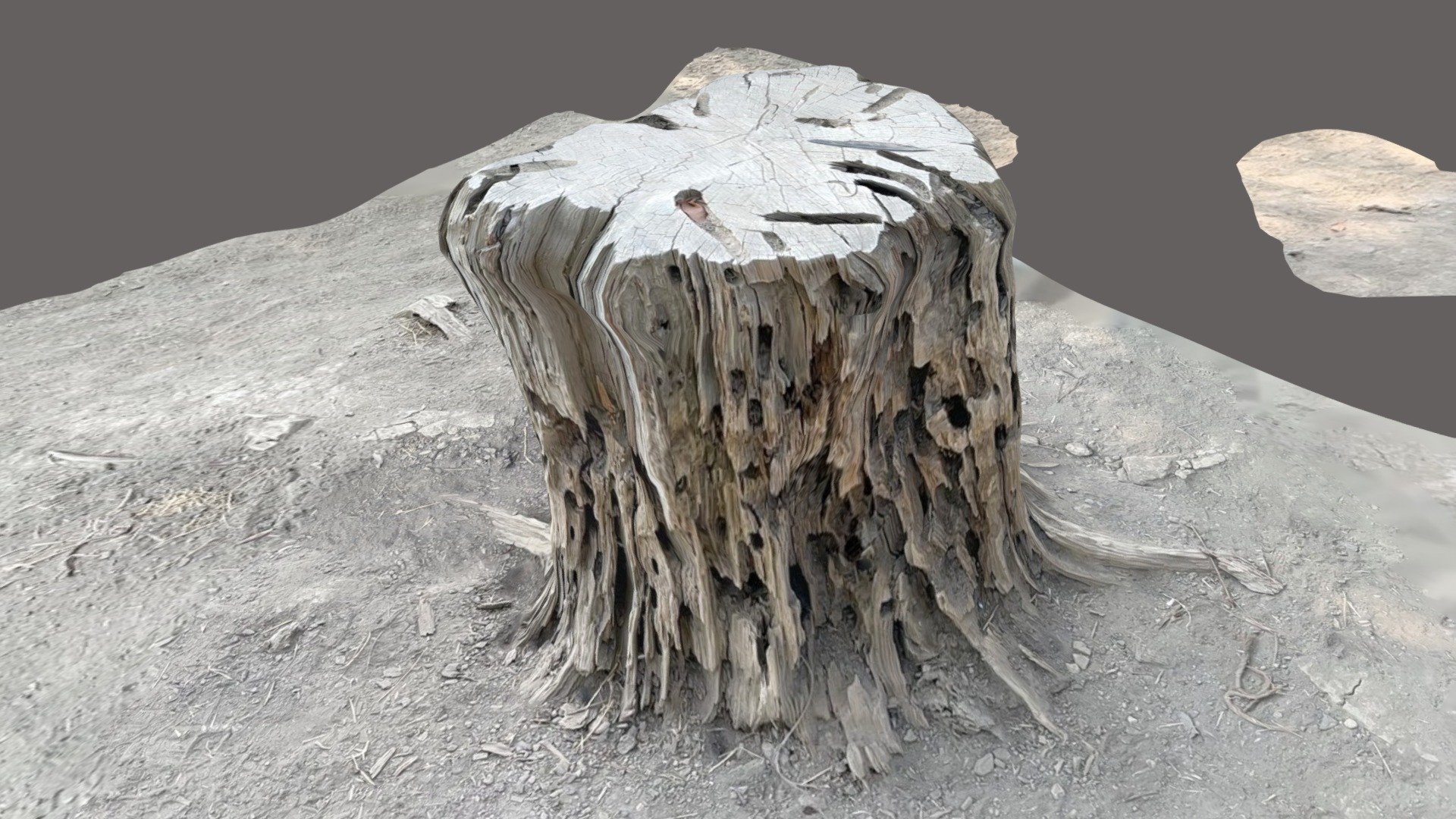 Tree Stump - Download Free 3D model by Roberto Moreno (@latinmessiah ...