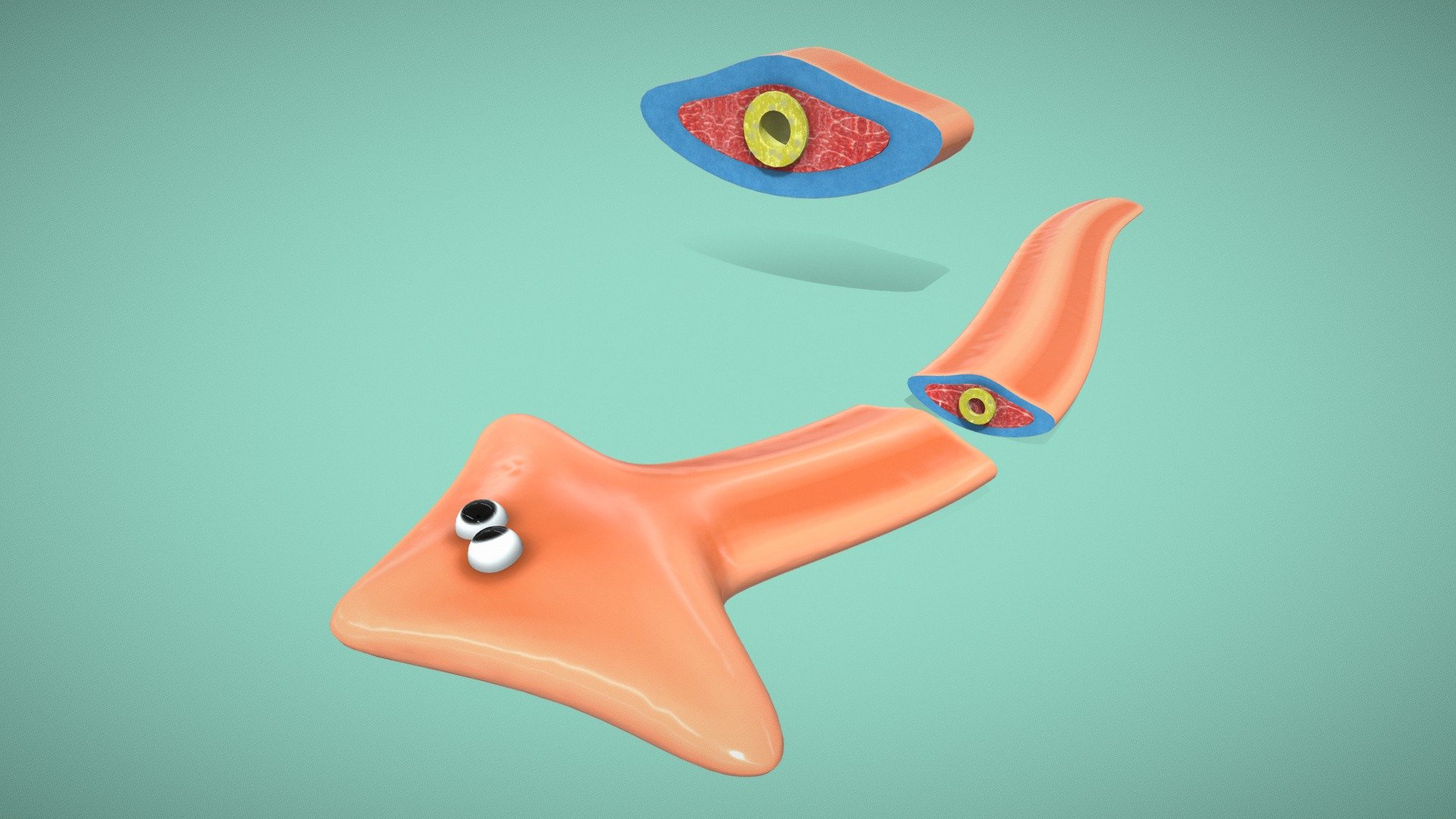 Acoelomates - Flatworms - 3D model by arloopa [de9cb49] - Sketchfab