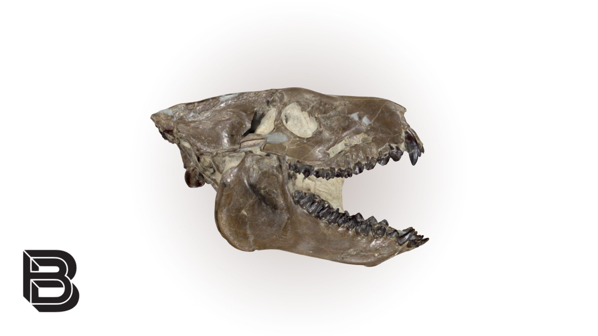 Oreodont Skull Fossil - 3D model by The Bishop Museum of Science and ...
