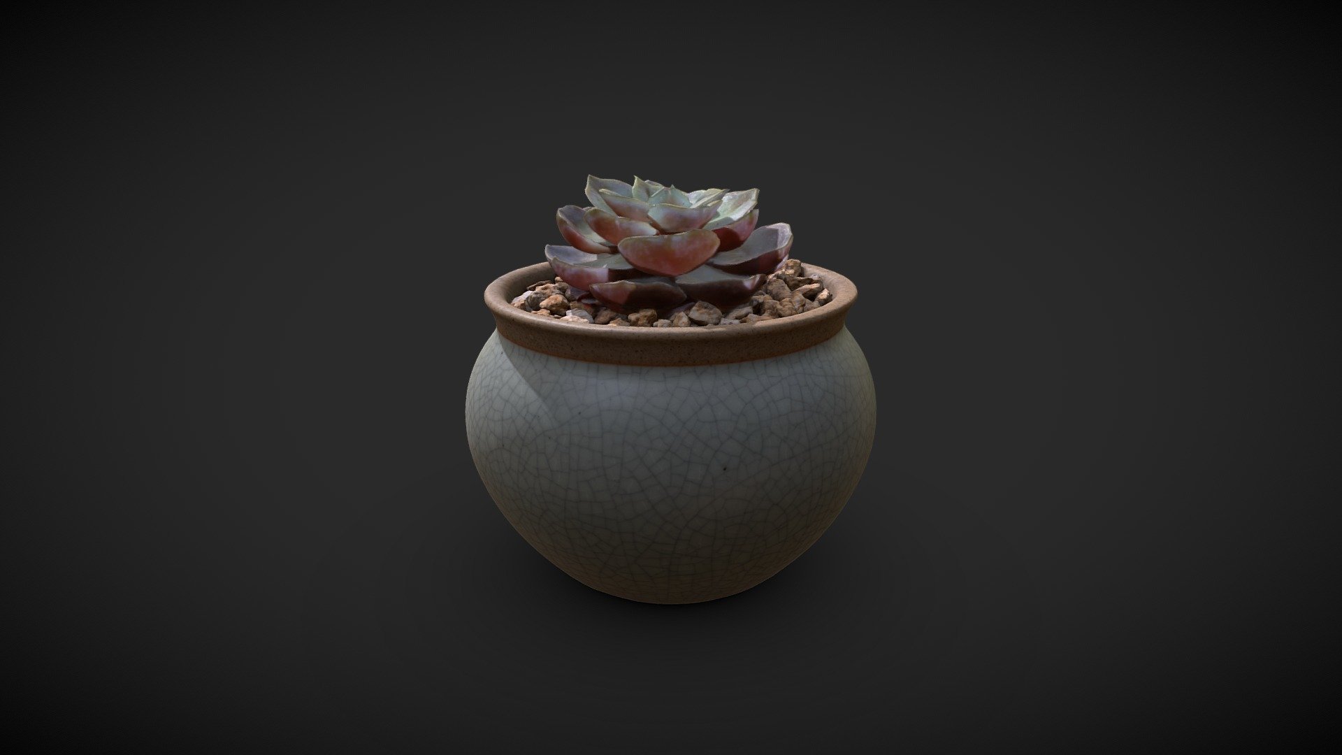 Succulent Plants - Download Free 3D model by Ye Hang (@YeHang) [de9f57b ...