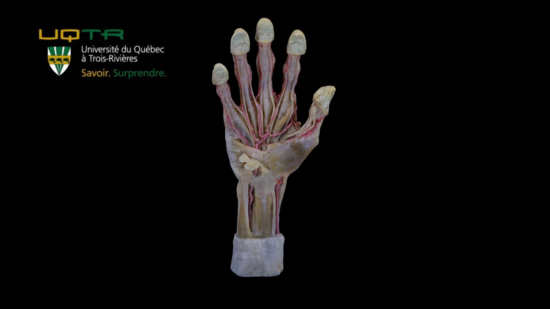 Main Vasculaire 01 / Vascular hand (plastinated) - 3D model by Anatomie ...