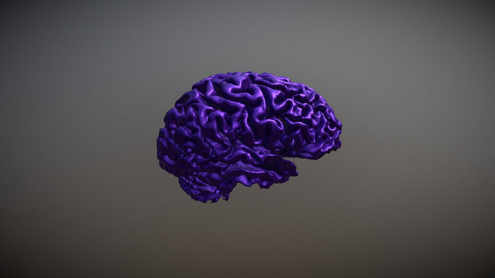 Brain - 3D model by MariaFrancisca (@panchitaz) [dea102a] - Sketchfab