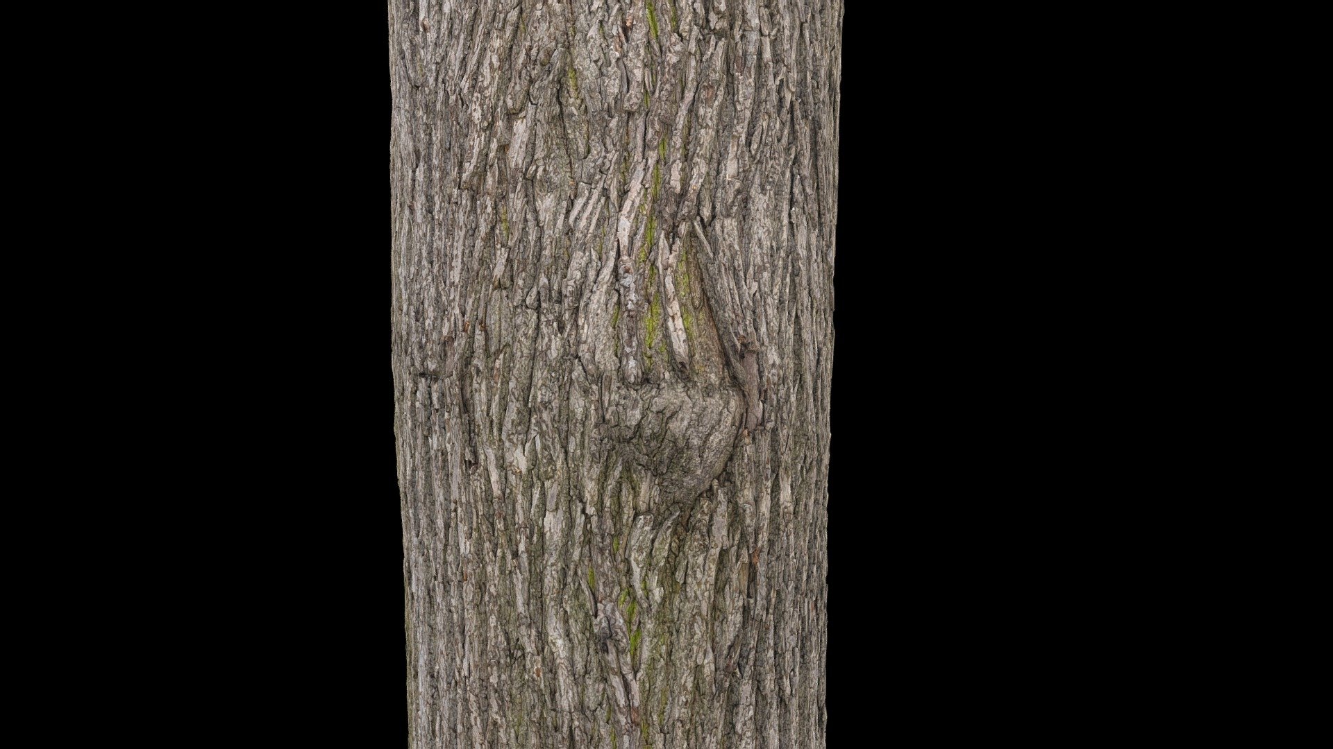 HQ Photogrammetry of Maple Trunk Tree - Download Free 3D model by ...