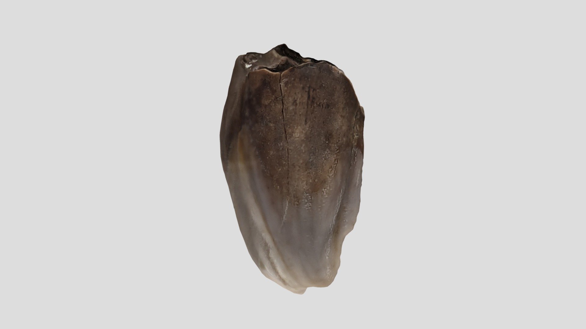 Mystery Fossil Tooth - 3D model by Jangojips [debb928] - Sketchfab