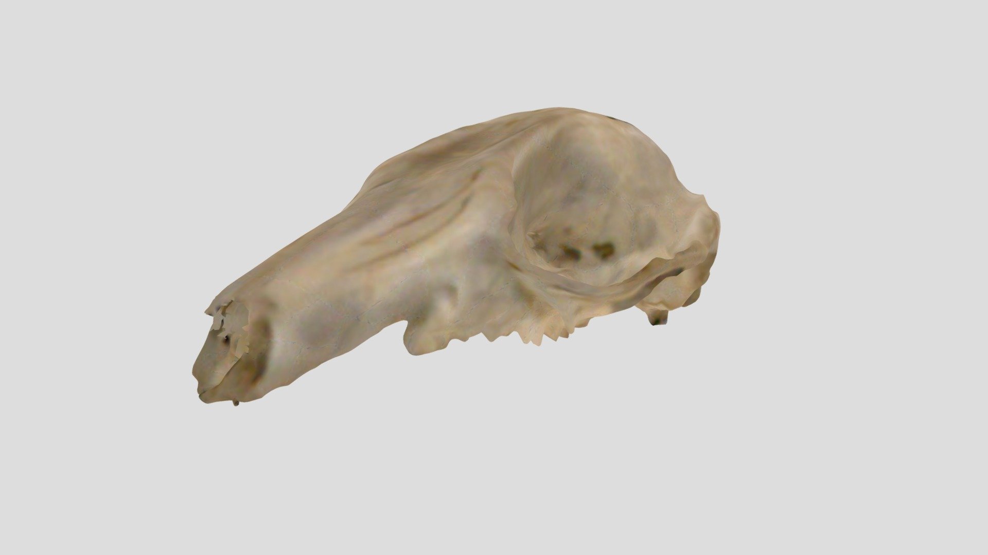 WAM M24982 - Monjon or Warabi (Skull) - 3D model by Western Australian ...