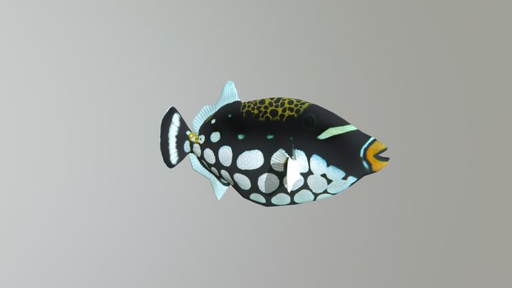Triggerfish 3D models - Sketchfab