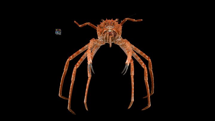 Homolidae 3D models - Sketchfab