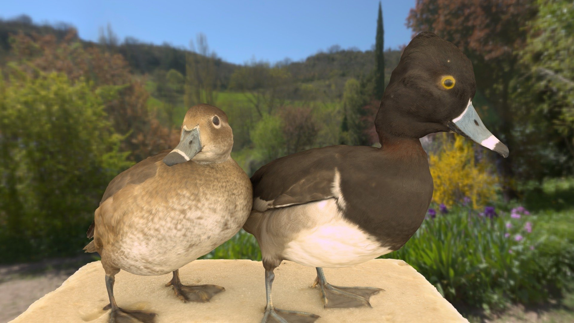 Ring-necked Ducks (with sound) - 3D model by John Fino (tauricity ...